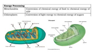 Gen Bio 1 Module 1.pptx