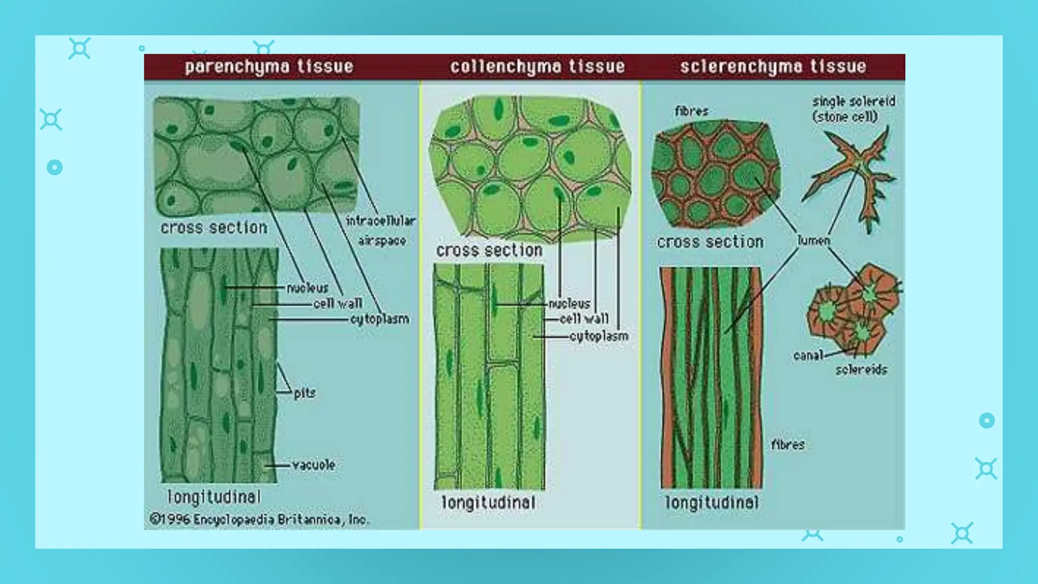 GenBio1W2L1 Cell Types and Cell Modification.pptx