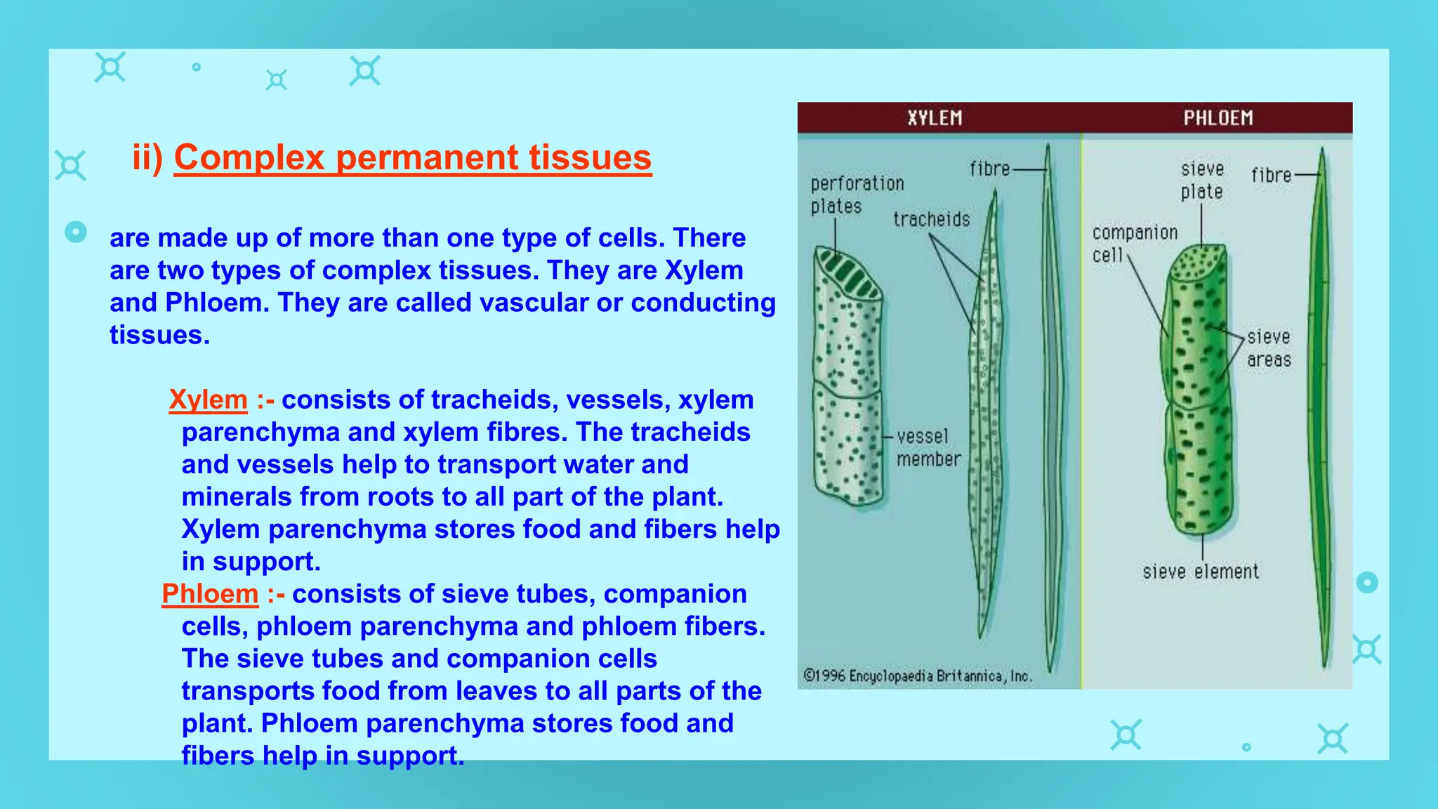 GenBio1W2L1 Cell Types and Cell Modification.pptx