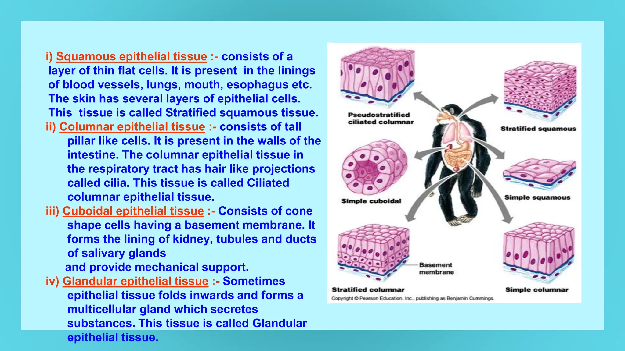 GenBio1W2L1 Cell Types and Cell Modification.pptx
