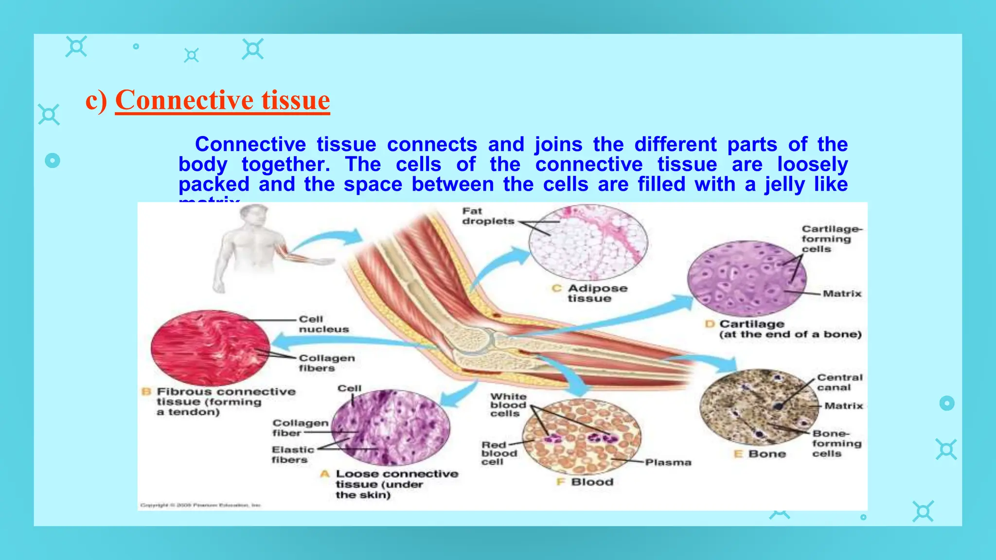 GenBio1W2L1 Cell Types and Cell Modification.pptx