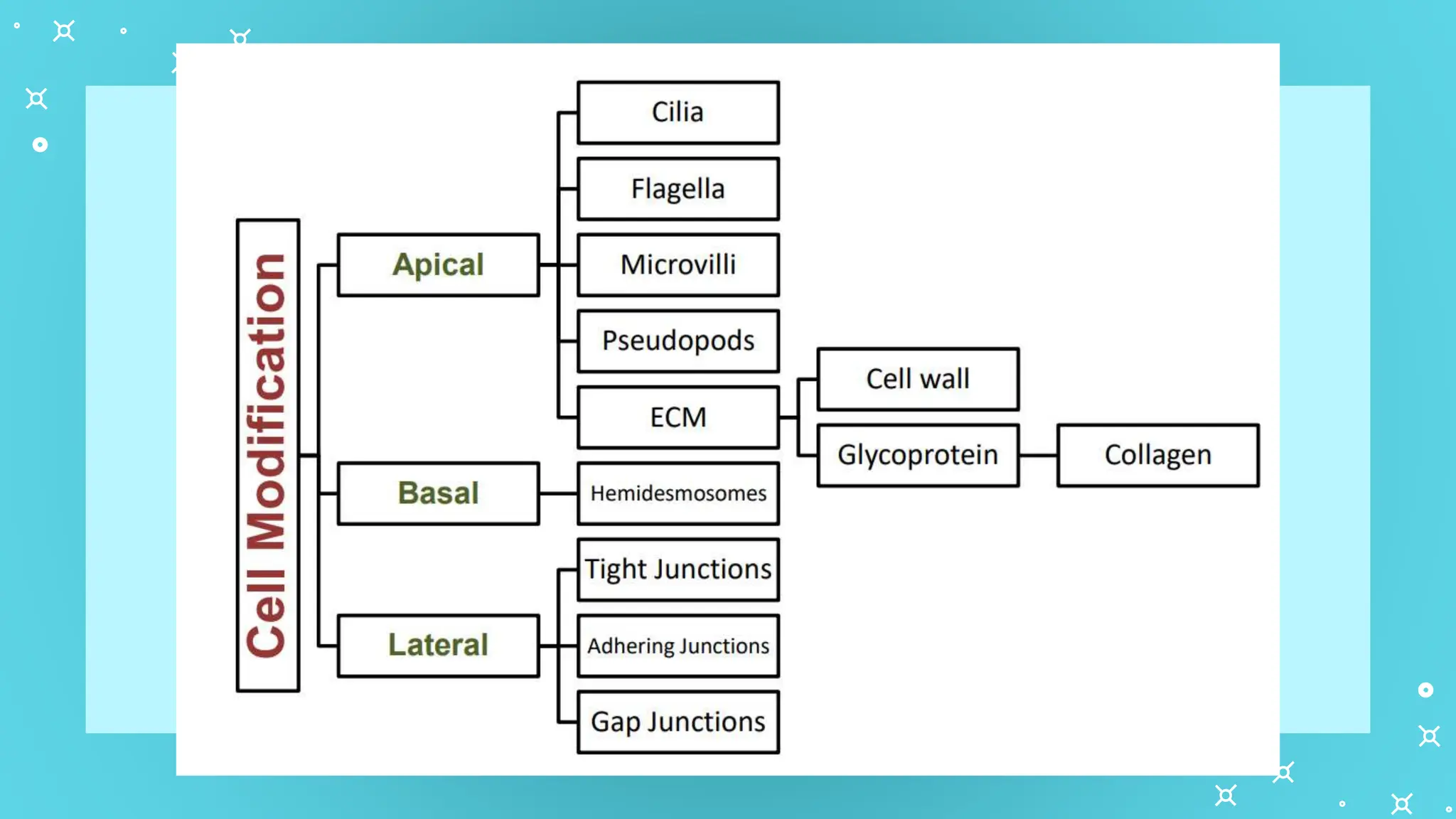 GenBio1W2L1 Cell Types and Cell Modification.pptx