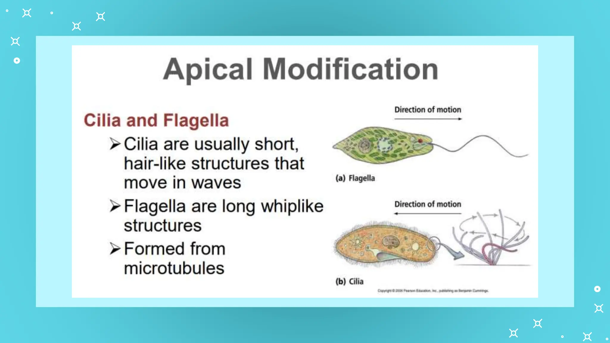GenBio1W2L1 Cell Types and Cell Modification.pptx