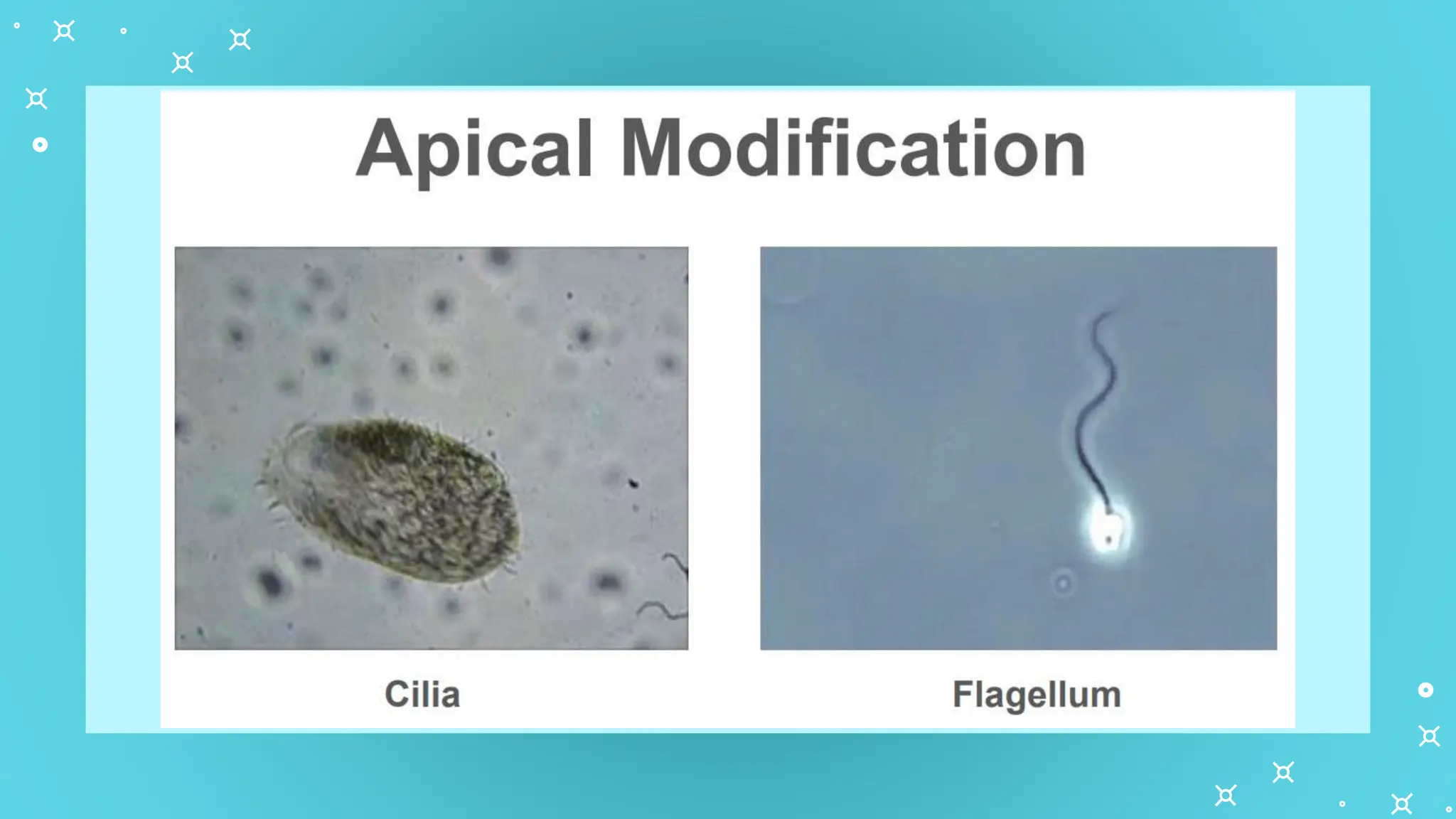 GenBio1W2L1 Cell Types and Cell Modification.pptx