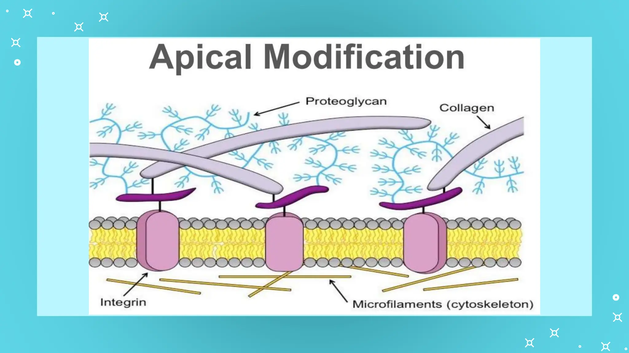 GenBio1W2L1 Cell Types and Cell Modification.pptx
