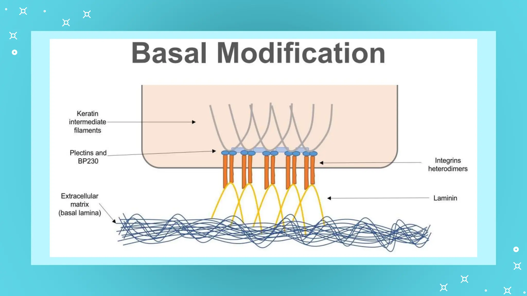 GenBio1W2L1 Cell Types and Cell Modification.pptx