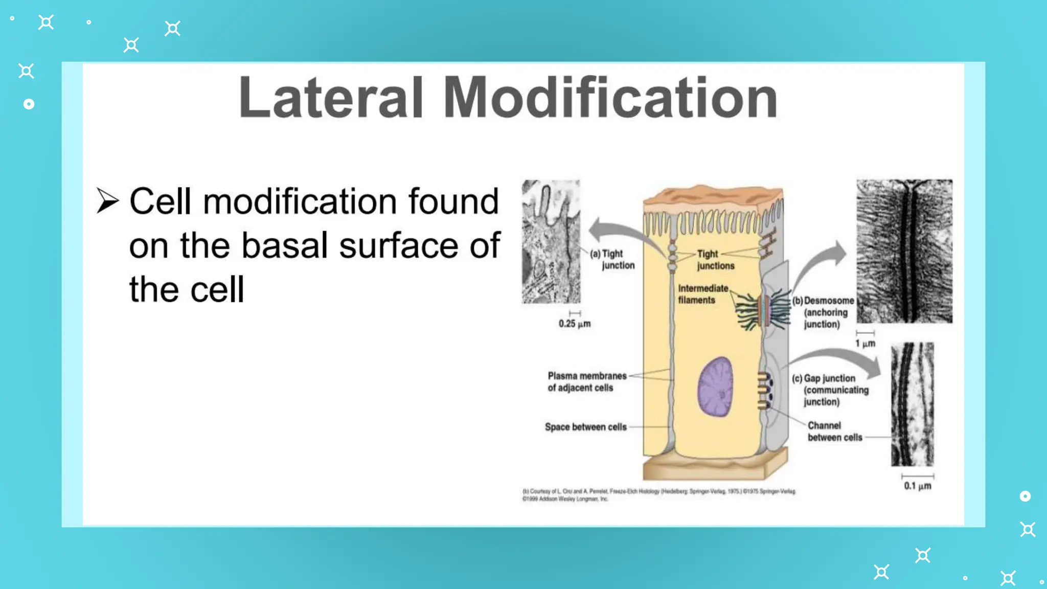 GenBio1W2L1 Cell Types and Cell Modification.pptx