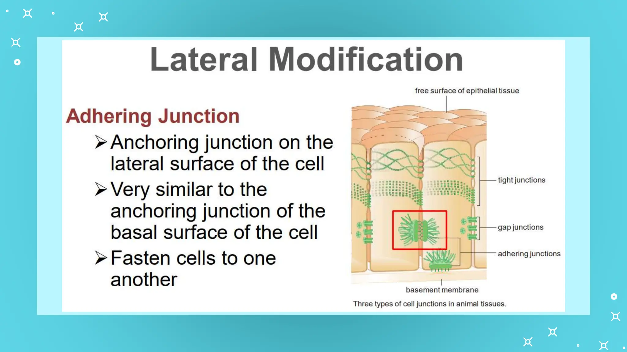 GenBio1W2L1 Cell Types and Cell Modification.pptx