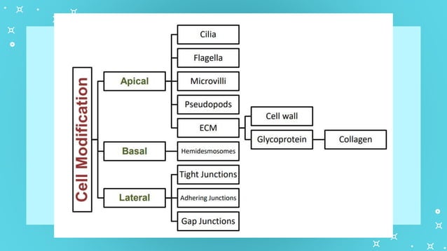 GenBio1W2L1 Cell Types and Cell Modification.pptx | Gardening | Home ...