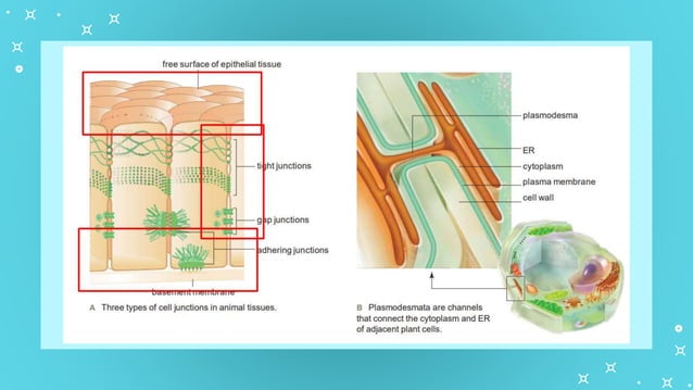 GenBio1W2L1 Cell Types and Cell Modification.pptx | Gardening | Home ...