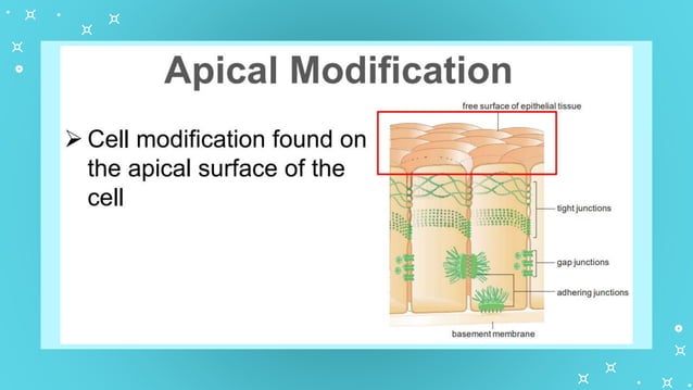 GenBio1W2L1 Cell Types and Cell Modification.pptx | Gardening | Home ...
