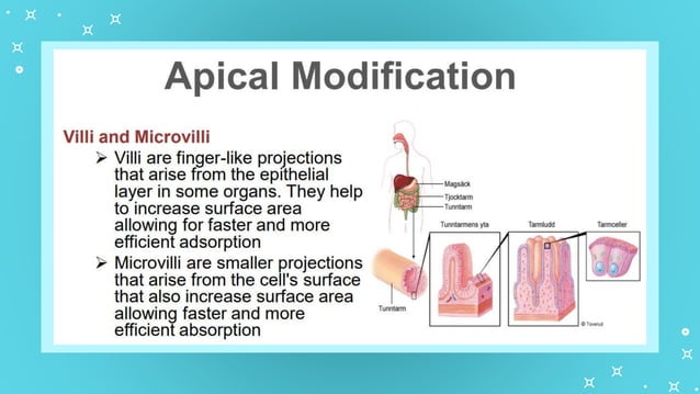 GenBio1W2L1 Cell Types and Cell Modification.pptx | Gardening | Home ...