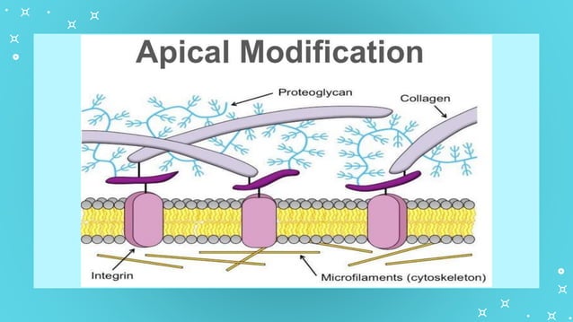 GenBio1W2L1 Cell Types and Cell Modification.pptx | Gardening | Home ...