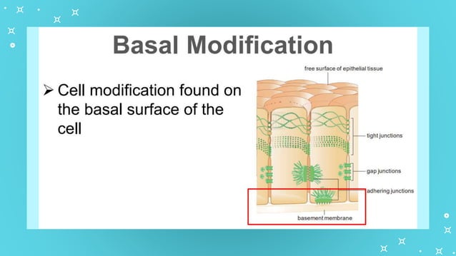 GenBio1W2L1 Cell Types and Cell Modification.pptx | Gardening | Home ...