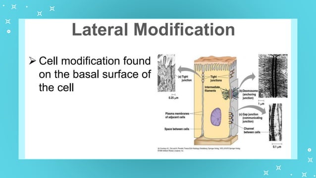 GenBio1W2L1 Cell Types and Cell Modification.pptx | Gardening | Home ...