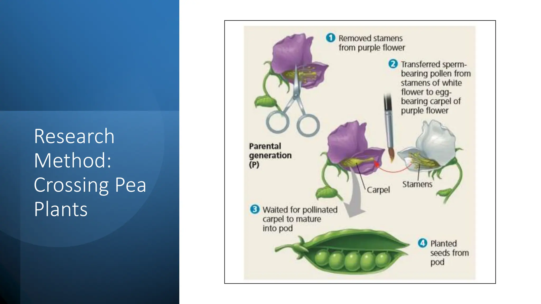 GenBio2 - Lesson 1 - Introduction to Genetics.pptx