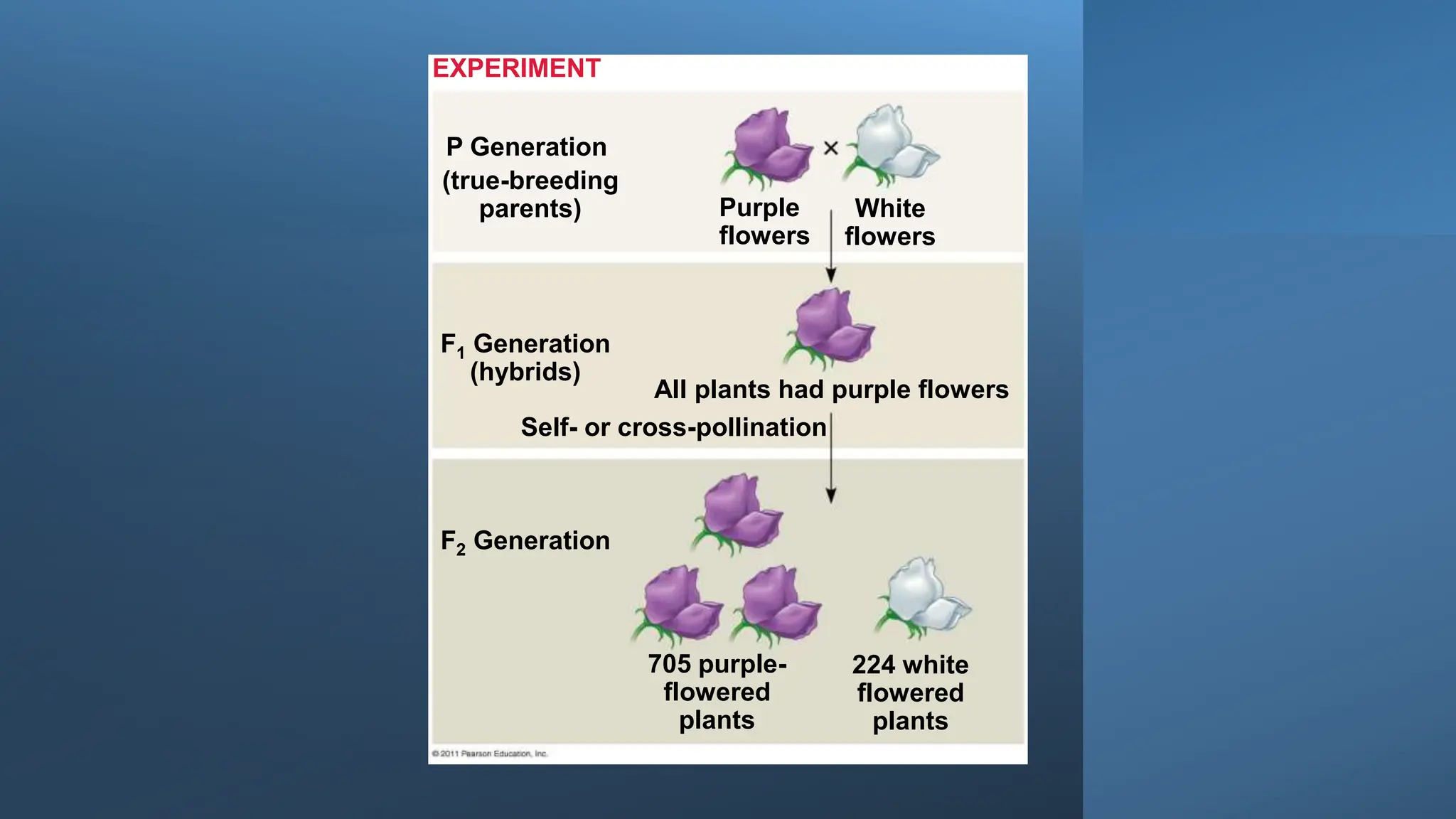 GenBio2 - Lesson 1 - Introduction to Genetics.pptx