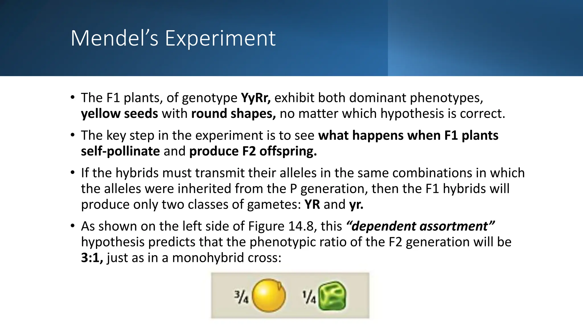 GenBio2 - Lesson 1 - Introduction to Genetics.pptx