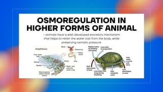 “PROCESSES IN PLANTS AND ANIMALS: Regulation of Fluids, Chemicals, and ...