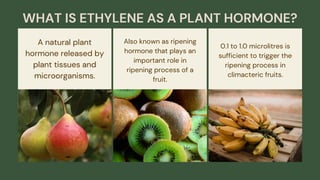Plant Hormone: Ethylene | PDF
