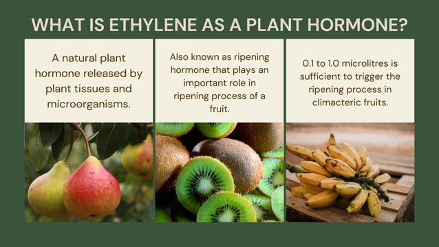 Plant Hormone: Ethylene | PDF