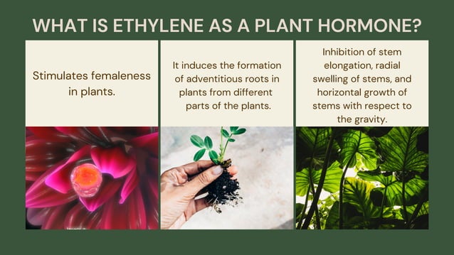 Plant Hormone: Ethylene | PDF
