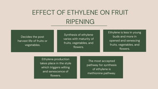 Plant Hormone: Ethylene | PDF