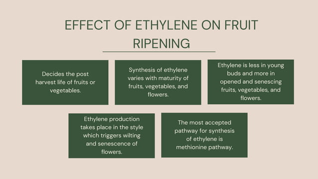 Plant Hormone: Ethylene | PDF