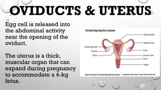 General Biology Introduction-to-reproduction | PDF