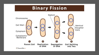 General Biology Introduction-to-reproduction | PDF