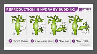 General Biology Introduction-to-reproduction | PDF