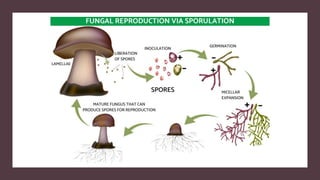 General Biology Introduction-to-reproduction | PDF