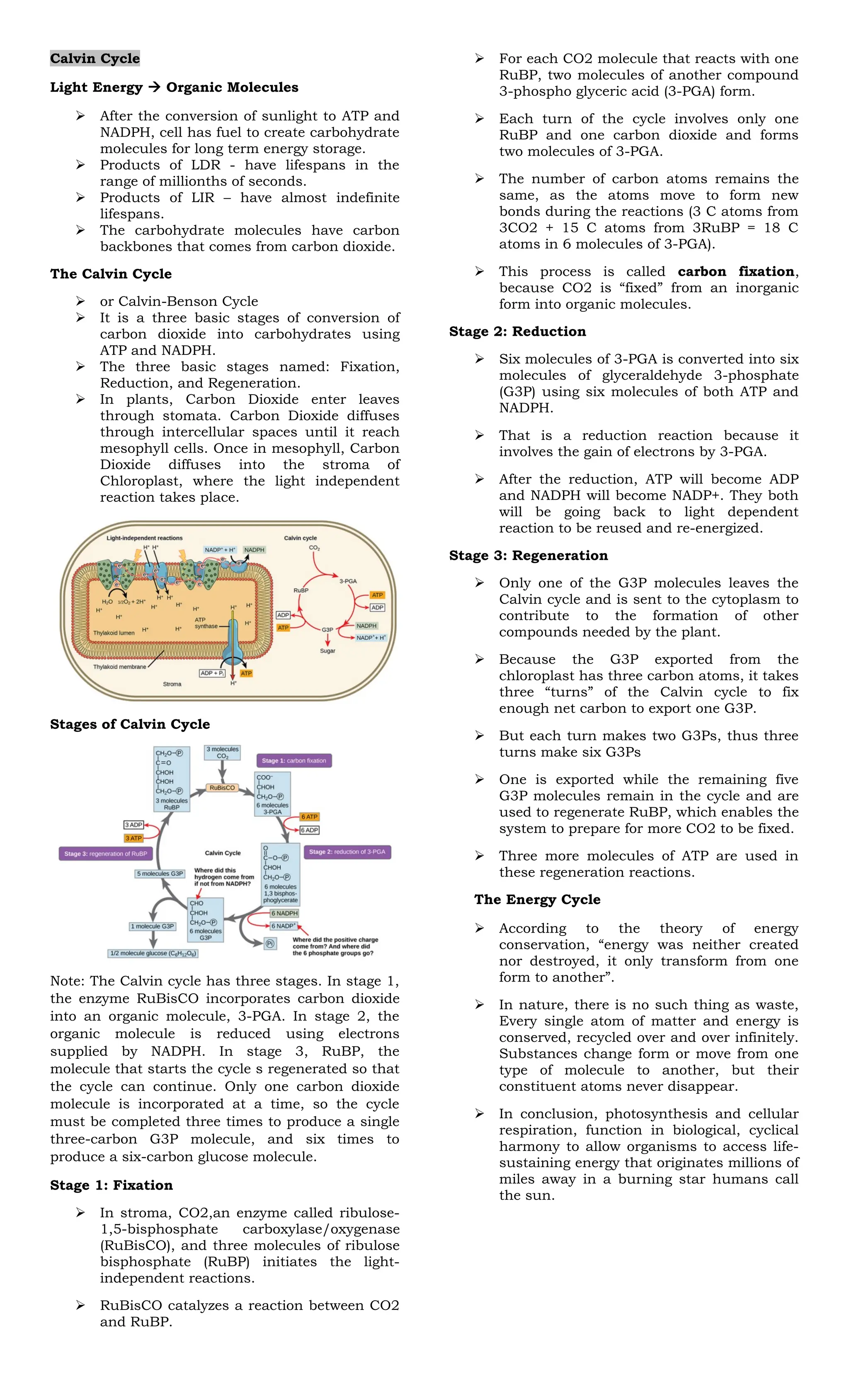 genbio q2 calvin cycle.docx loollllllllllll | PDF