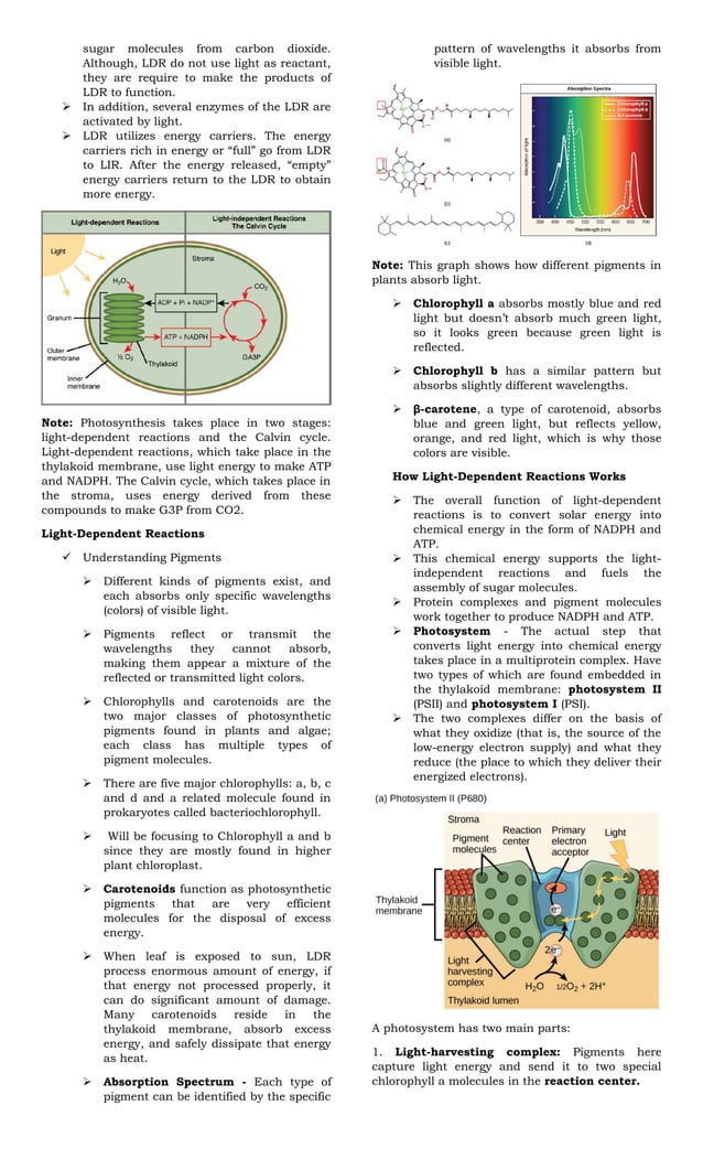 genbio q2 photosynthesis.docx lollllllllll | PDF