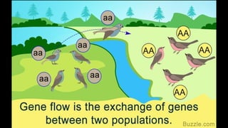 General Biology: Mechanisms of Evolutionary Change | PPTX