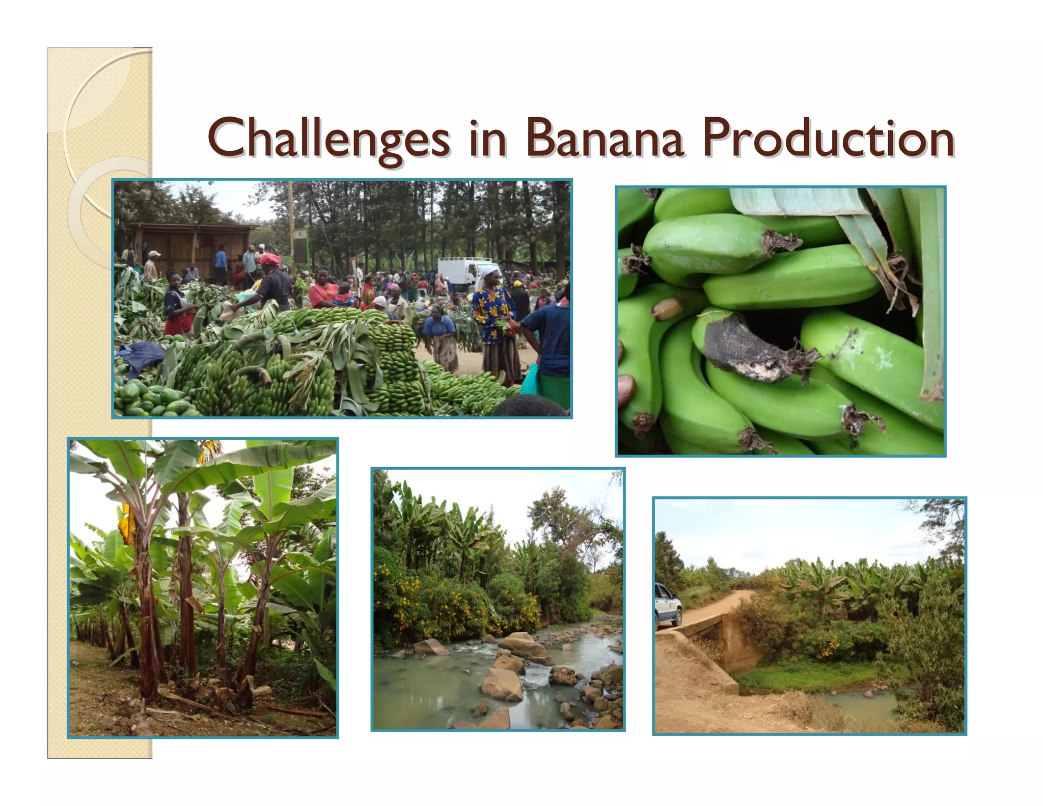 Gender and the banana value chain in Imenti south district | PDF