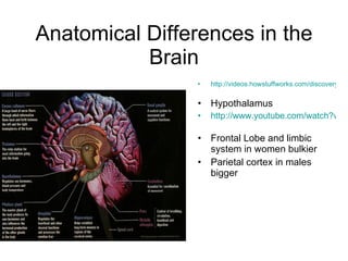 Gender And The Brain | PPT | Reproductive Health | Diseases and Conditions