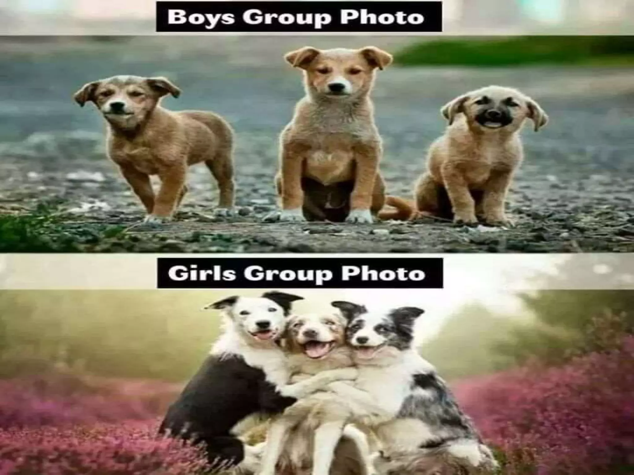 Gender in movies and advertisements | PPTX