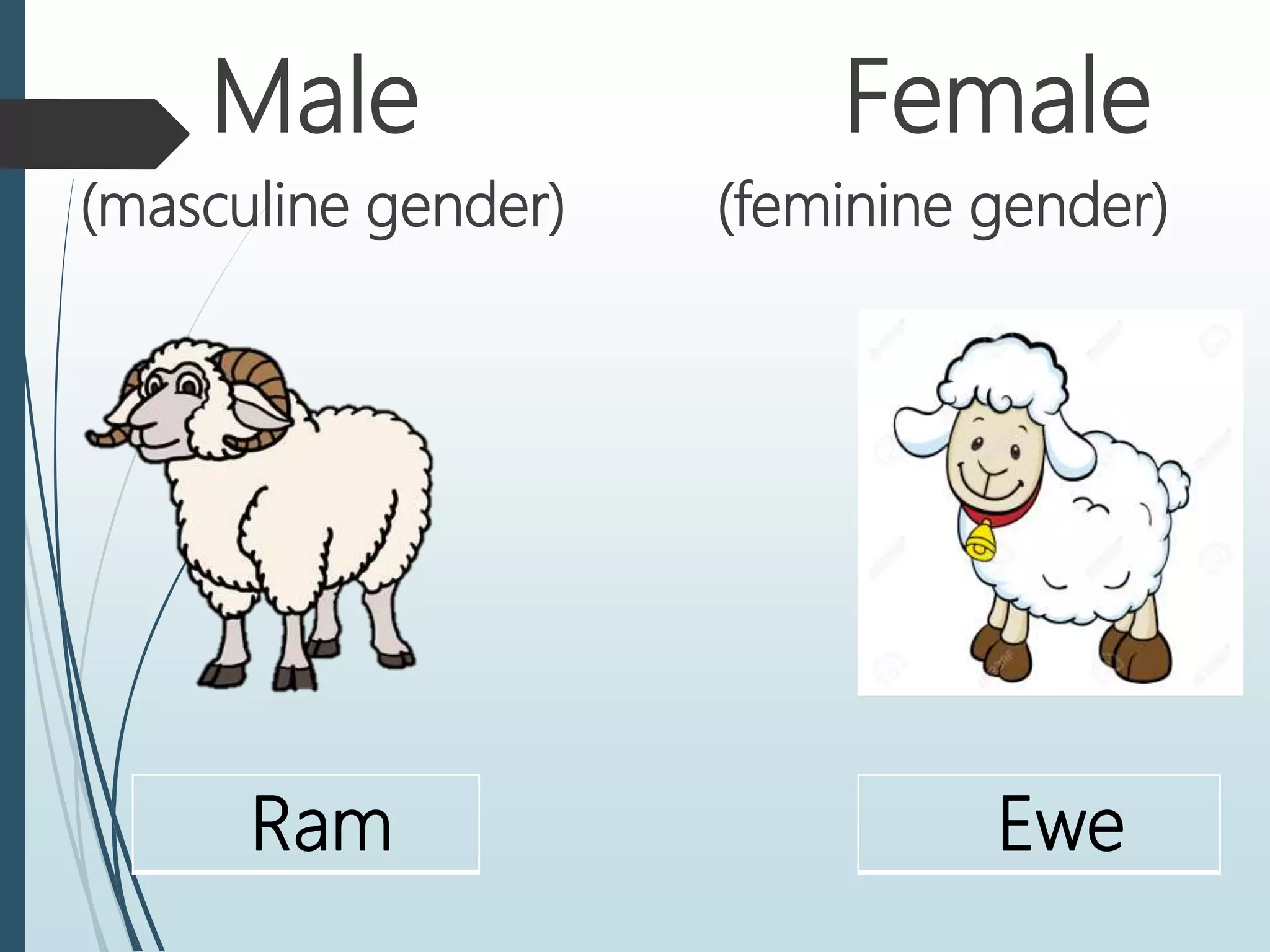 Gender of nouns | PPTX | Pets