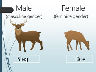 Gender of nouns | PPTX | Pets