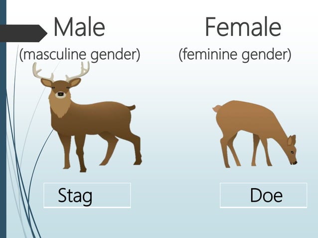 Gender of nouns | PPT