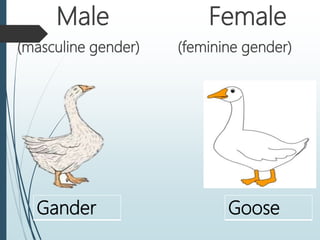 Gender of nouns | PPTX | Pets