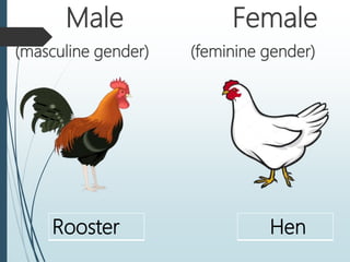 Gender of nouns | PPTX | Pets