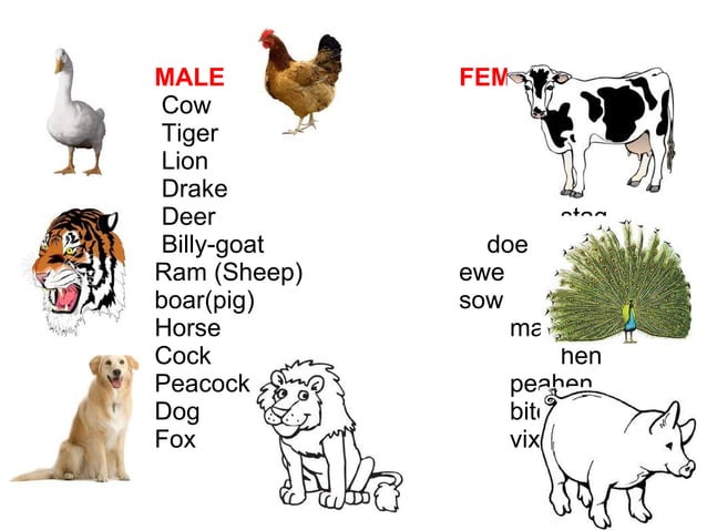 MASCULINE AND FEMININE | PPT