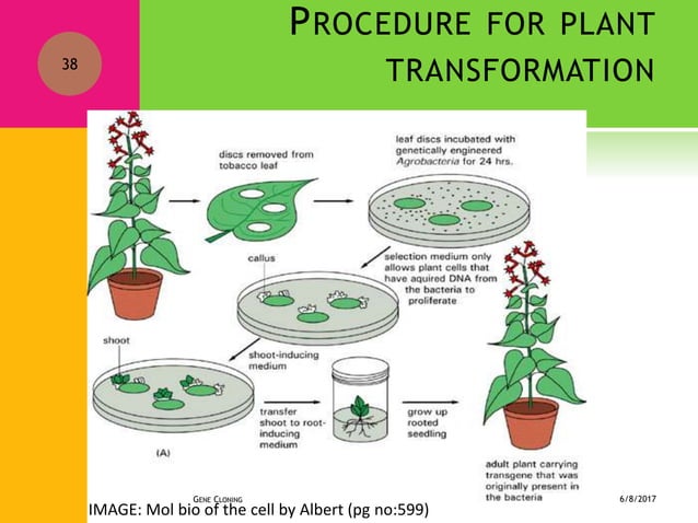 Methods of gene transfer in plant