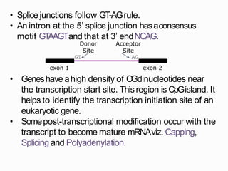 Gene prediction and expression | PPTX