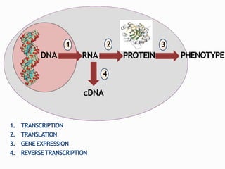 Gene prediction and expression | PPTX