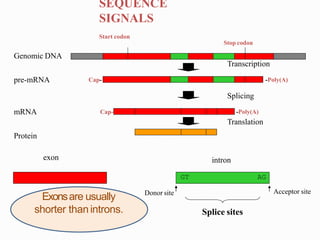 Gene prediction and expression | PPTX | Programming Languages | Computing