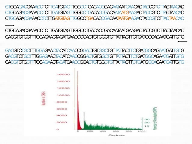 Gene Prediction And Expression Pptx Programming Languages Computing