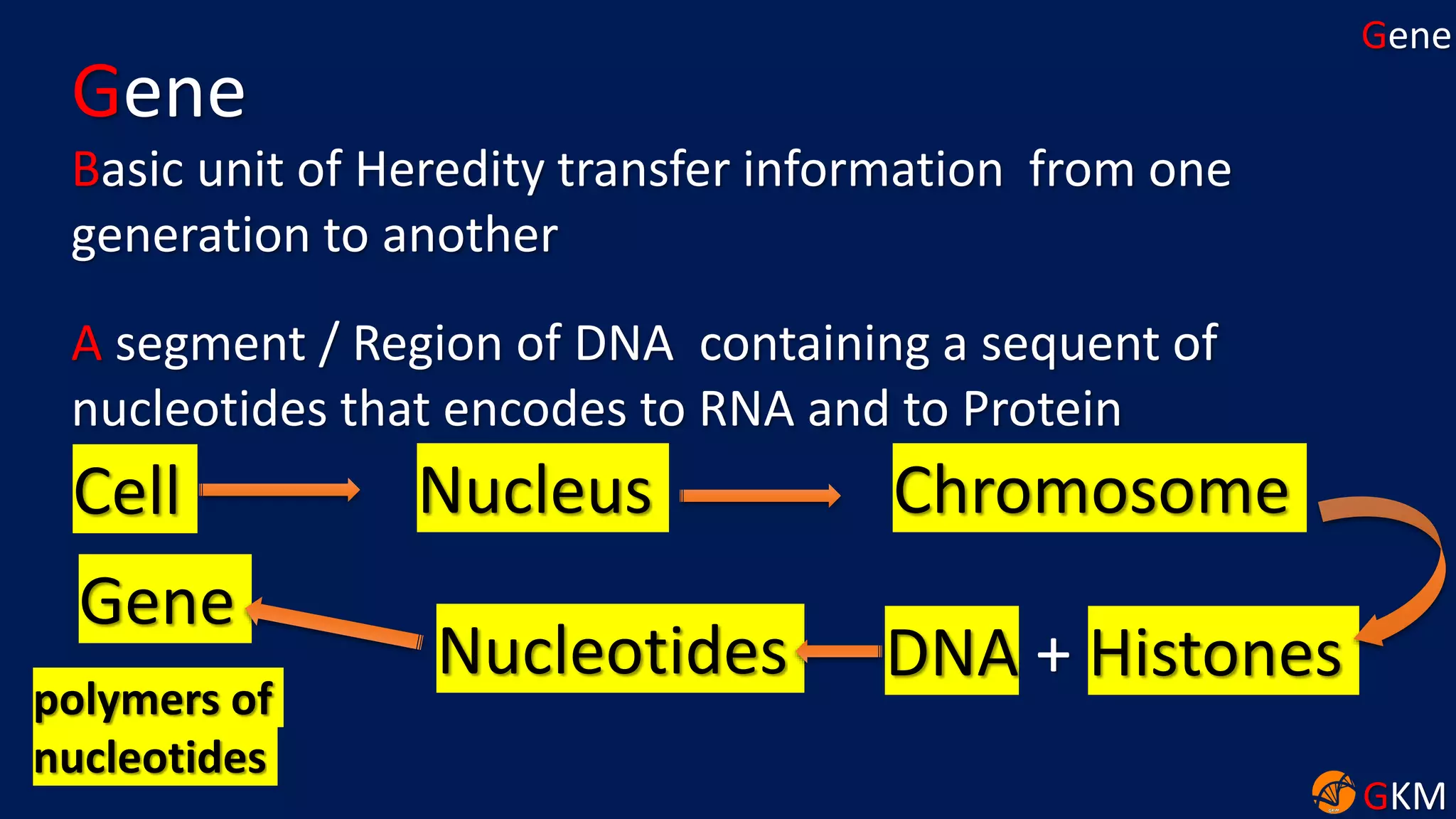 Structure of Gene | PPT